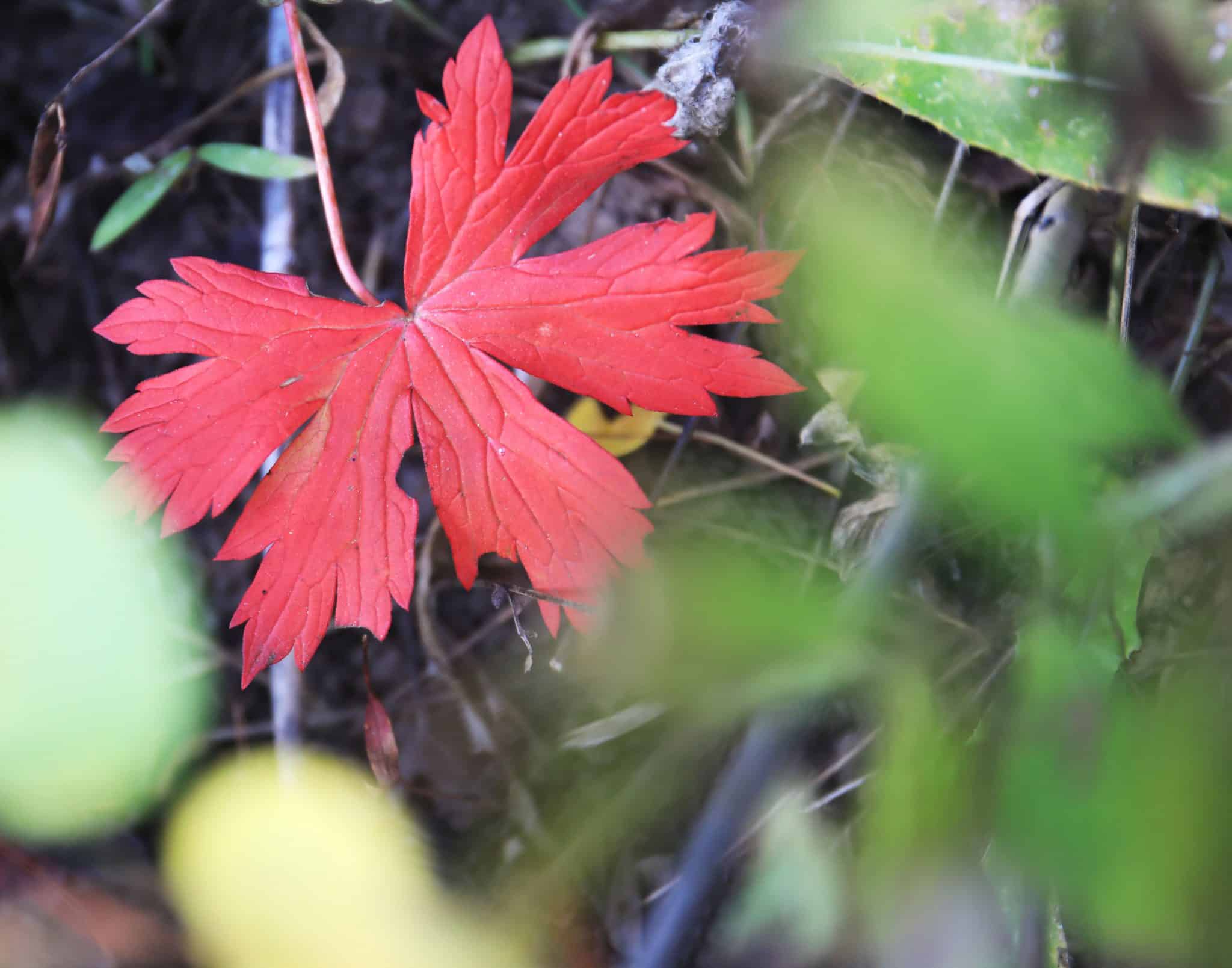 PHOTOS: Fall foliage adorns Rabbit Ears Pass with shades of autumn ...