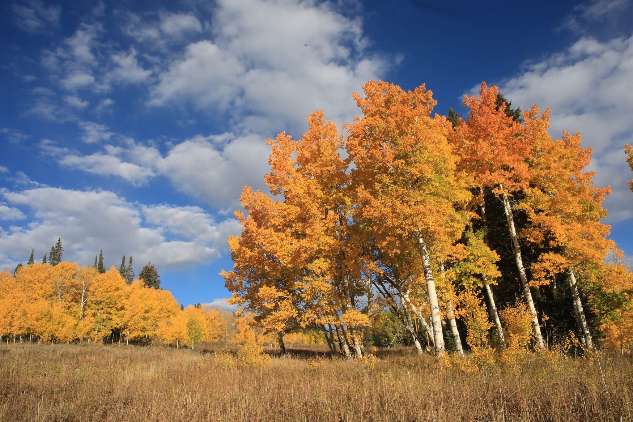 PHOTOS: Fall foliage adorns Rabbit Ears Pass with shades of autumn ...