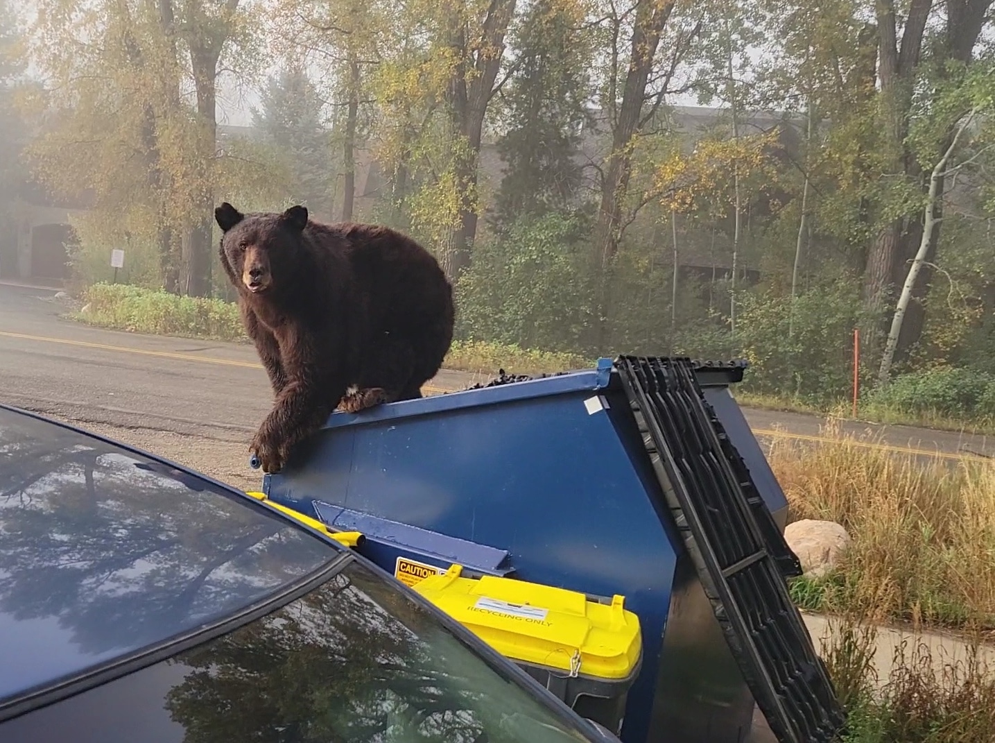 Could a statewide trash policy help reduce human-bear conflict ...