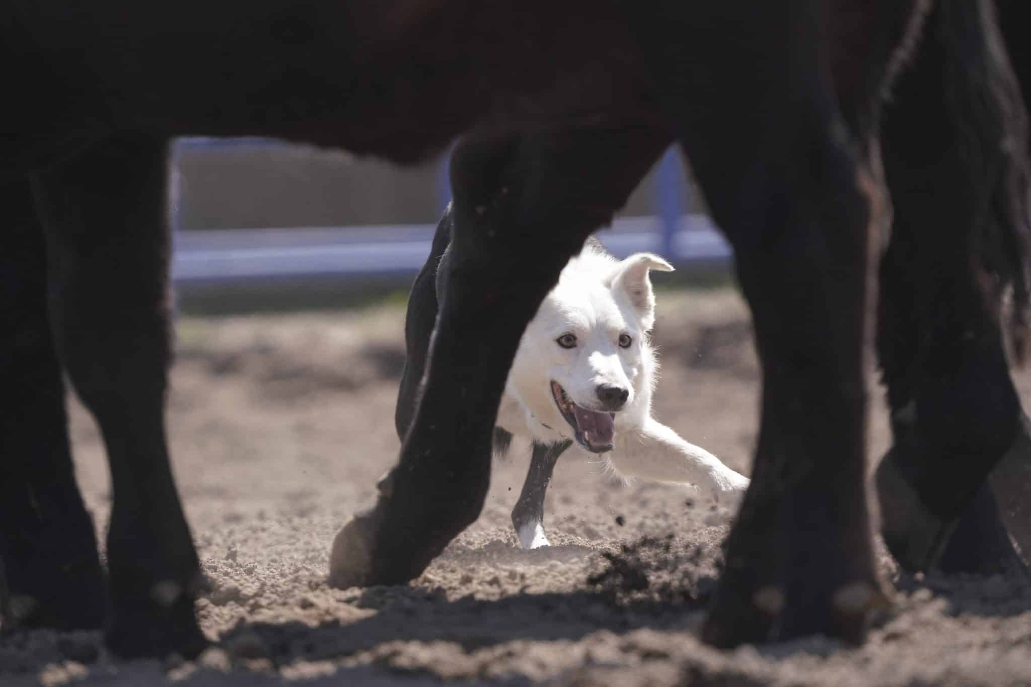 Cattlemen’s classic a real trial for cattle dogs | SteamboatToday.com