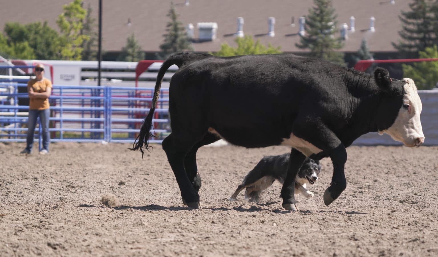 Cattlemen’s classic a real trial for cattle dogs | SteamboatToday.com