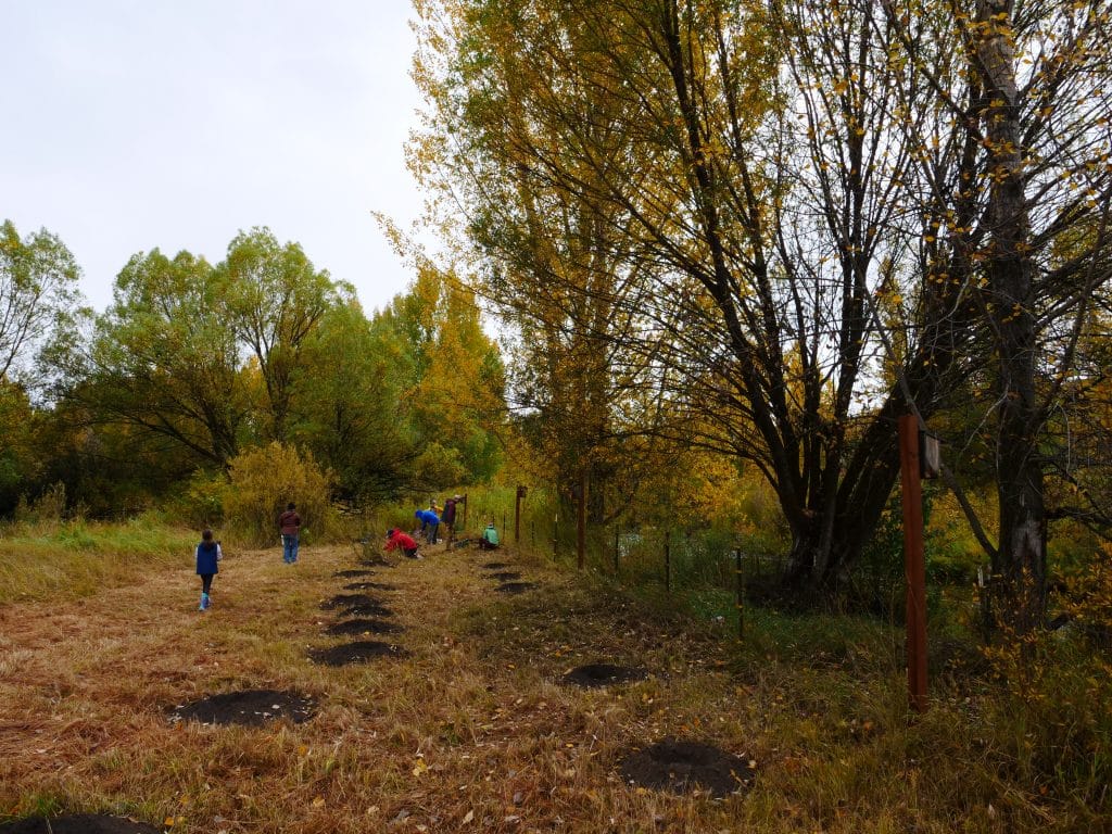 ‘This is my favorite thing’: ReTree event gets people, saplings in the ...