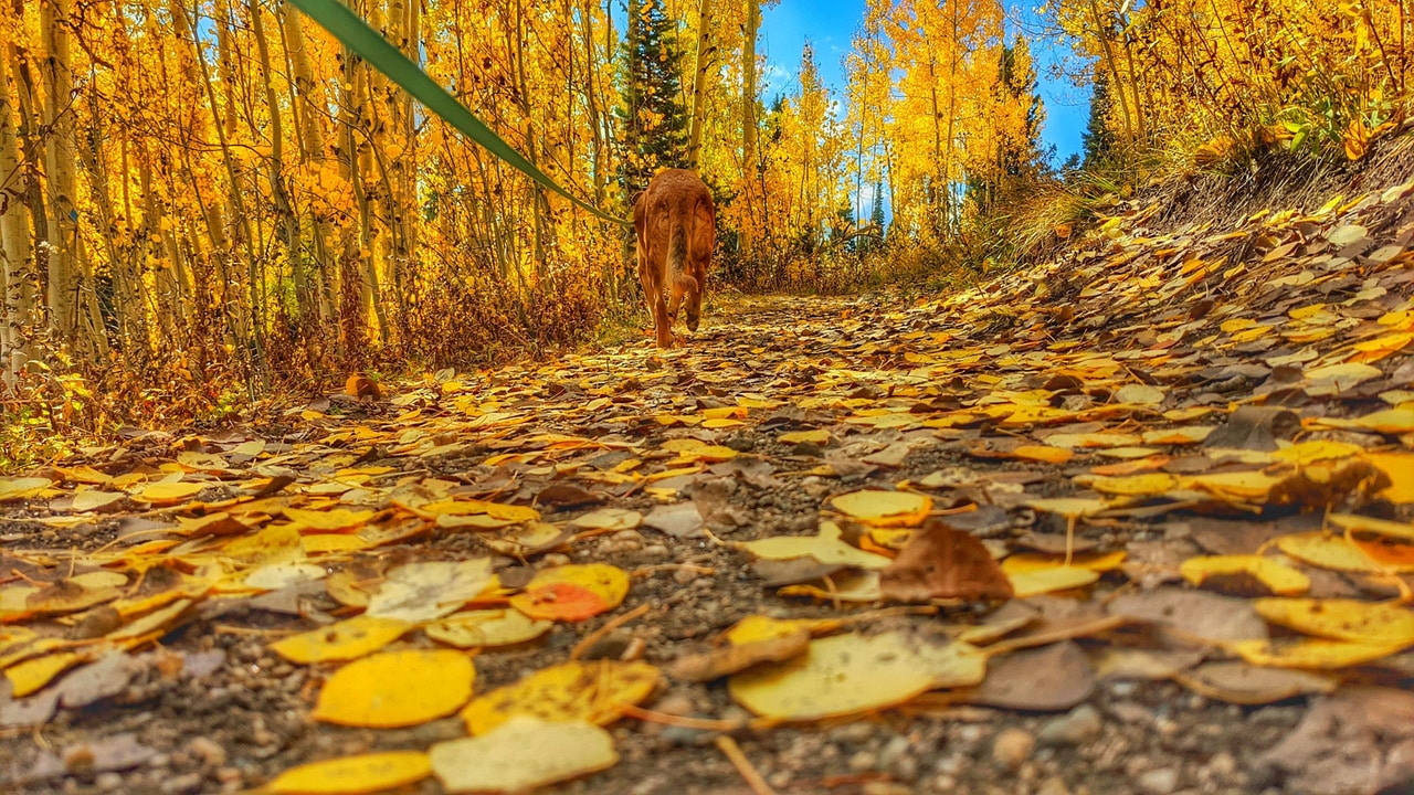 PHOTOS: SteamboatSnaps Fall Foliage contest winner announced ...