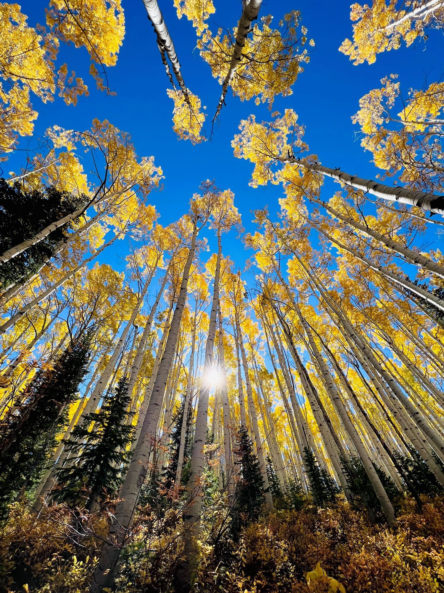 PHOTOS: SteamboatSnaps Fall Foliage contest winner announced ...