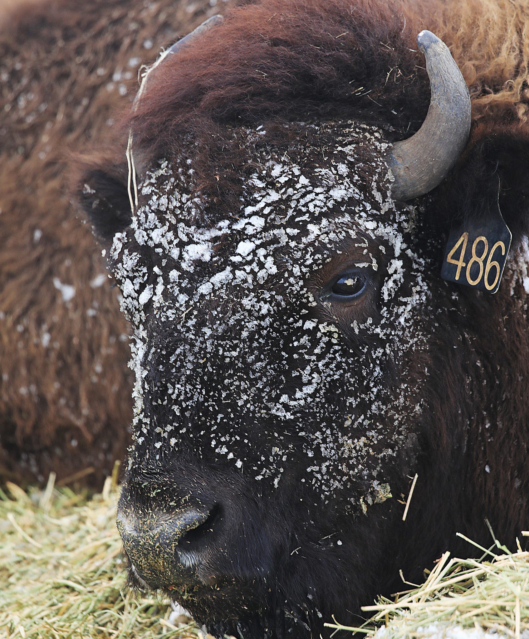 An idea to manage bison as both wildlife and livestock finds new life ...