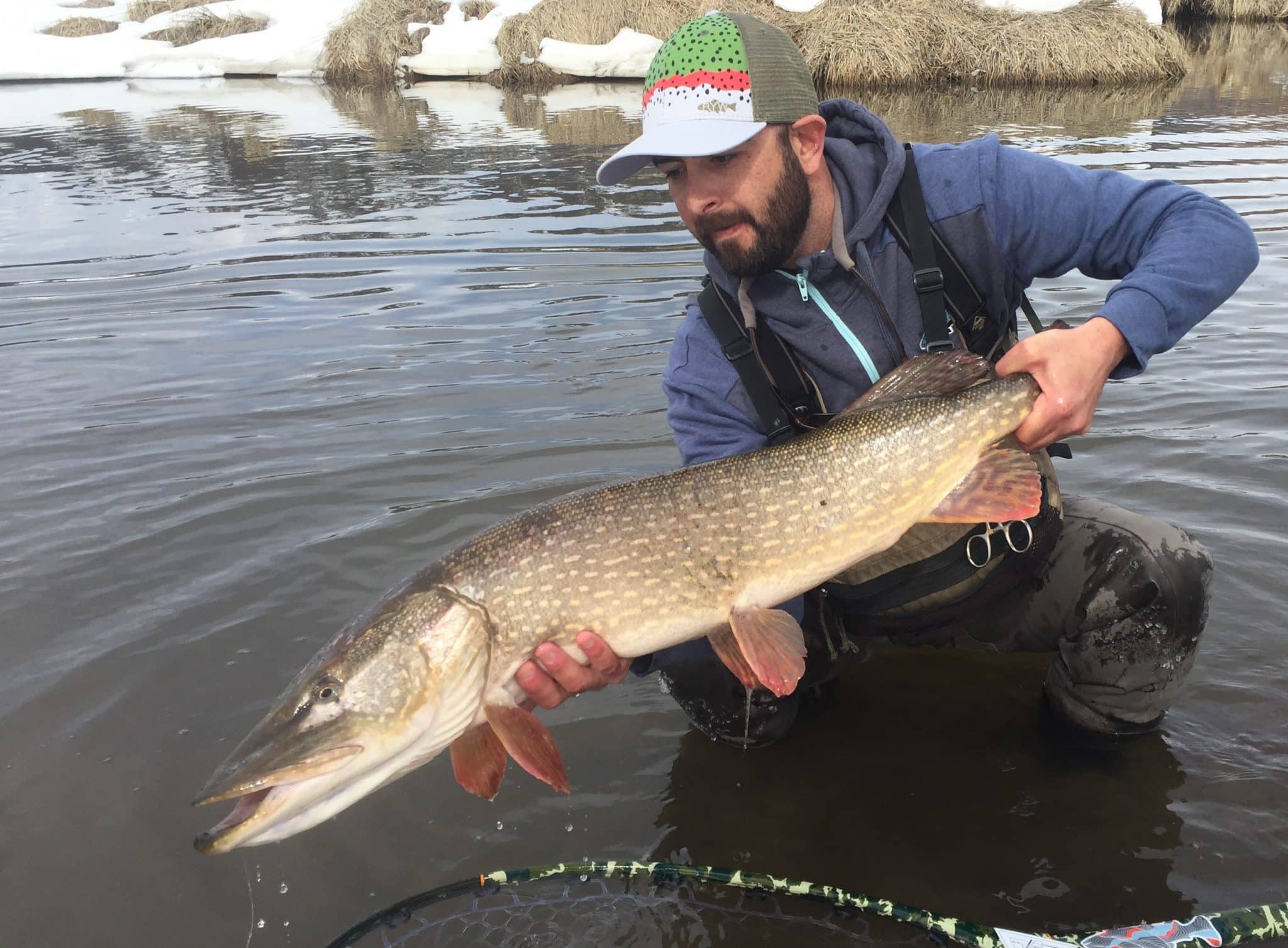 The northern pike: How to catch them and why they have become so ...