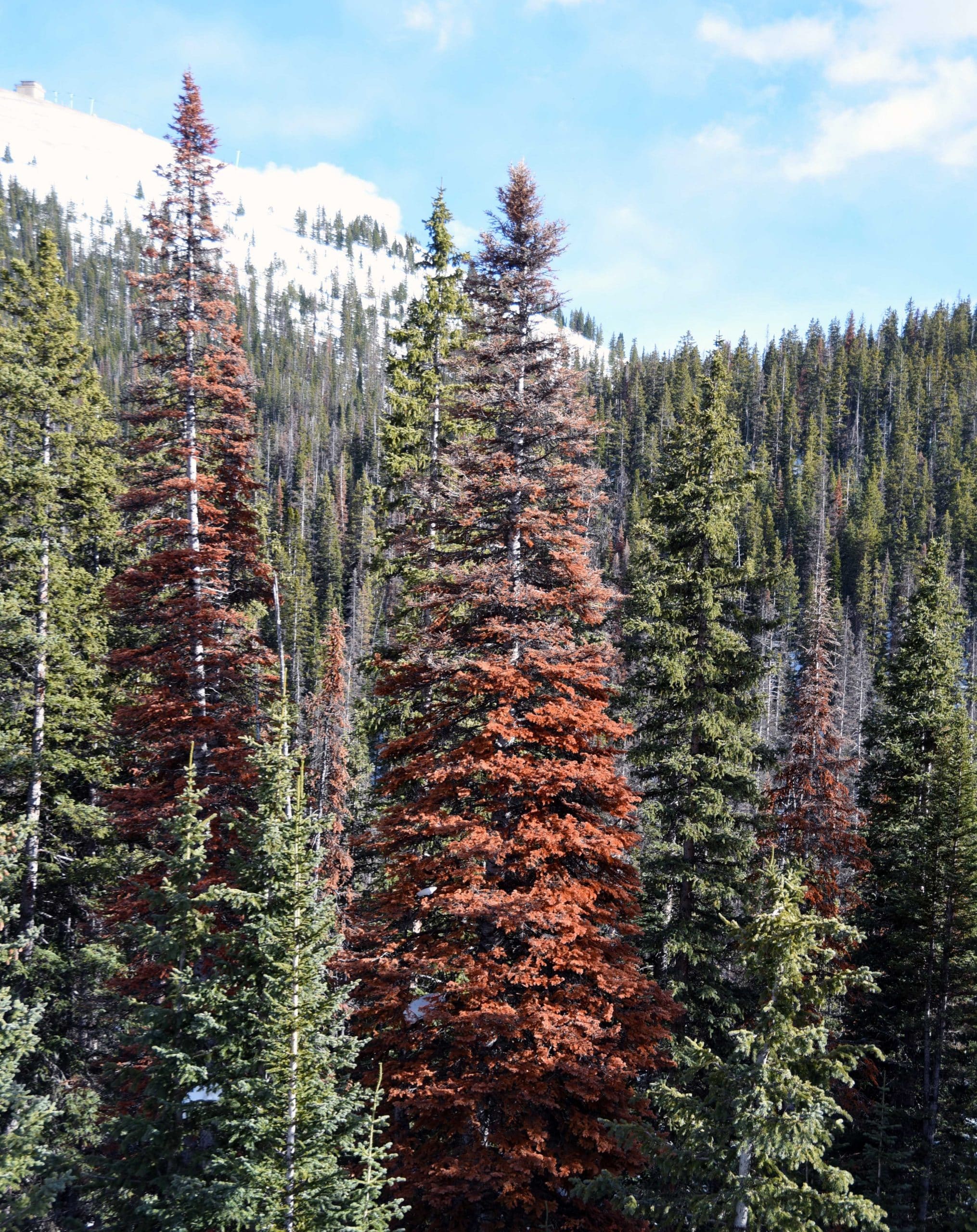 Beetles continue to cause forest health concerns | SteamboatToday.com
