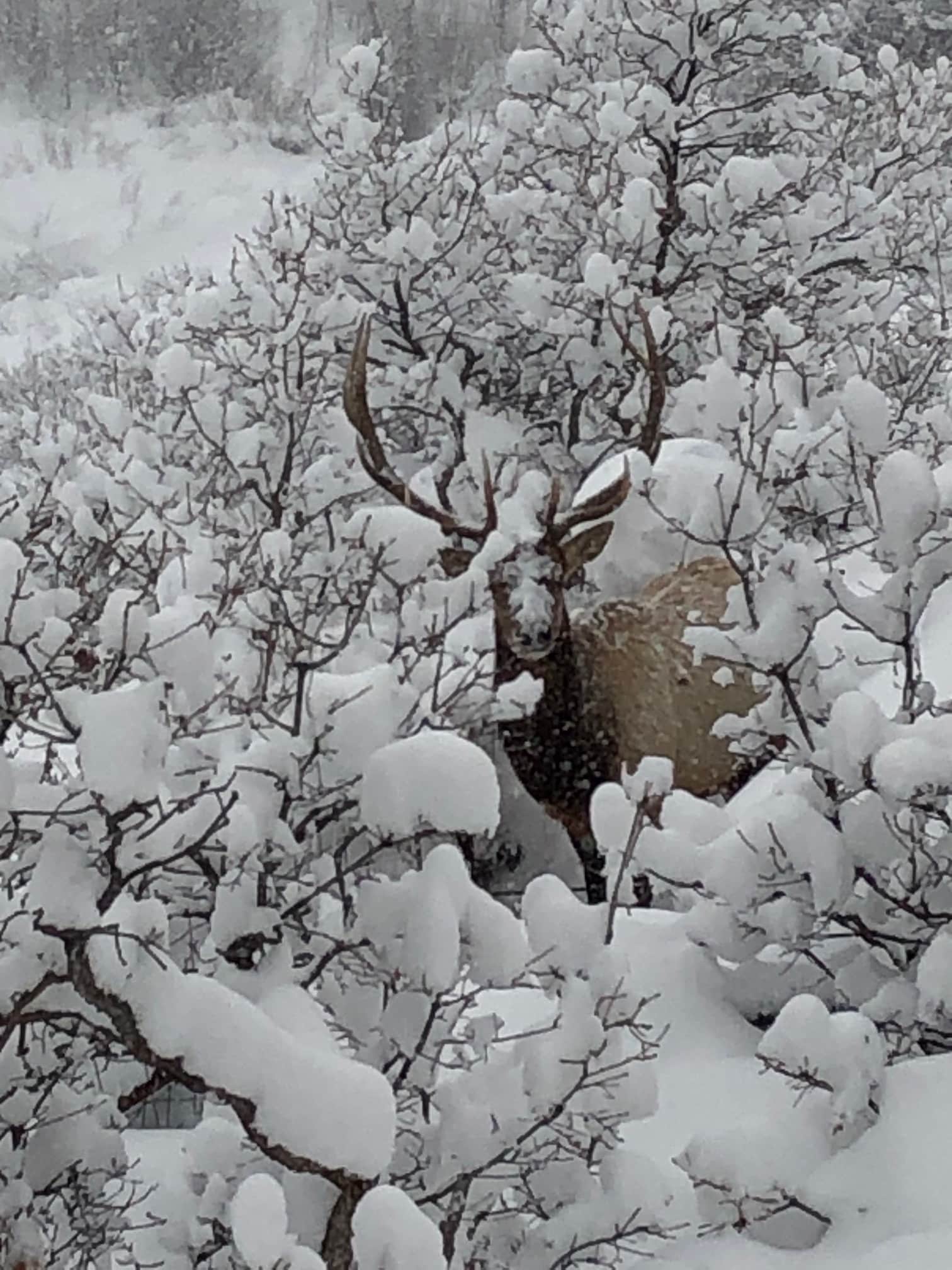 Share: Reader photos | SteamboatToday.com