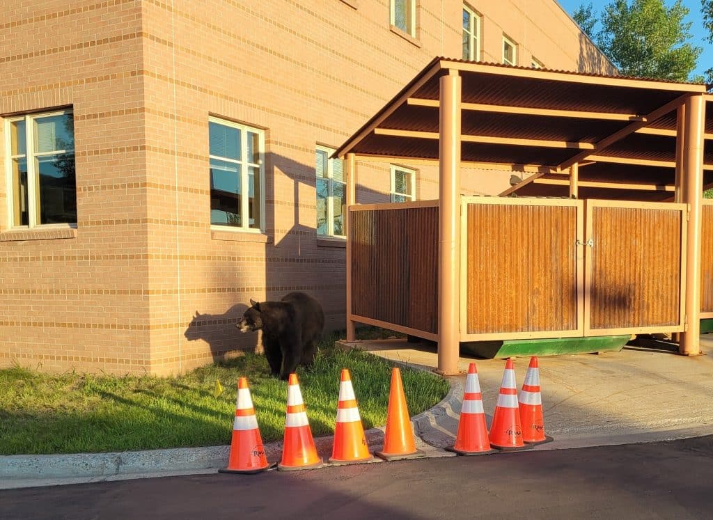 Community grants available to reduce human-bear conflicts ...