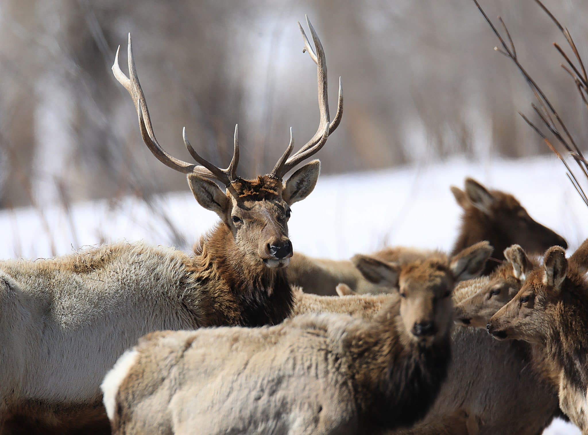 In elk population reduction, Colorado Parks and Wildlife biologist ...