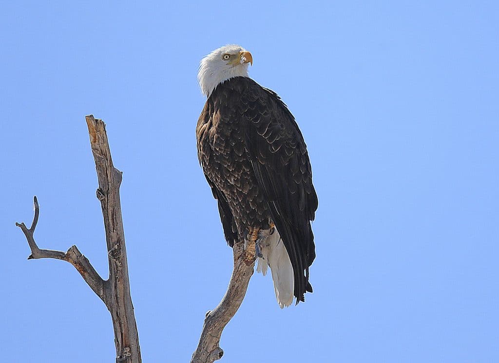 PHOTOS: Wildlife blooms as spring arrives in Northwest Colorado ...