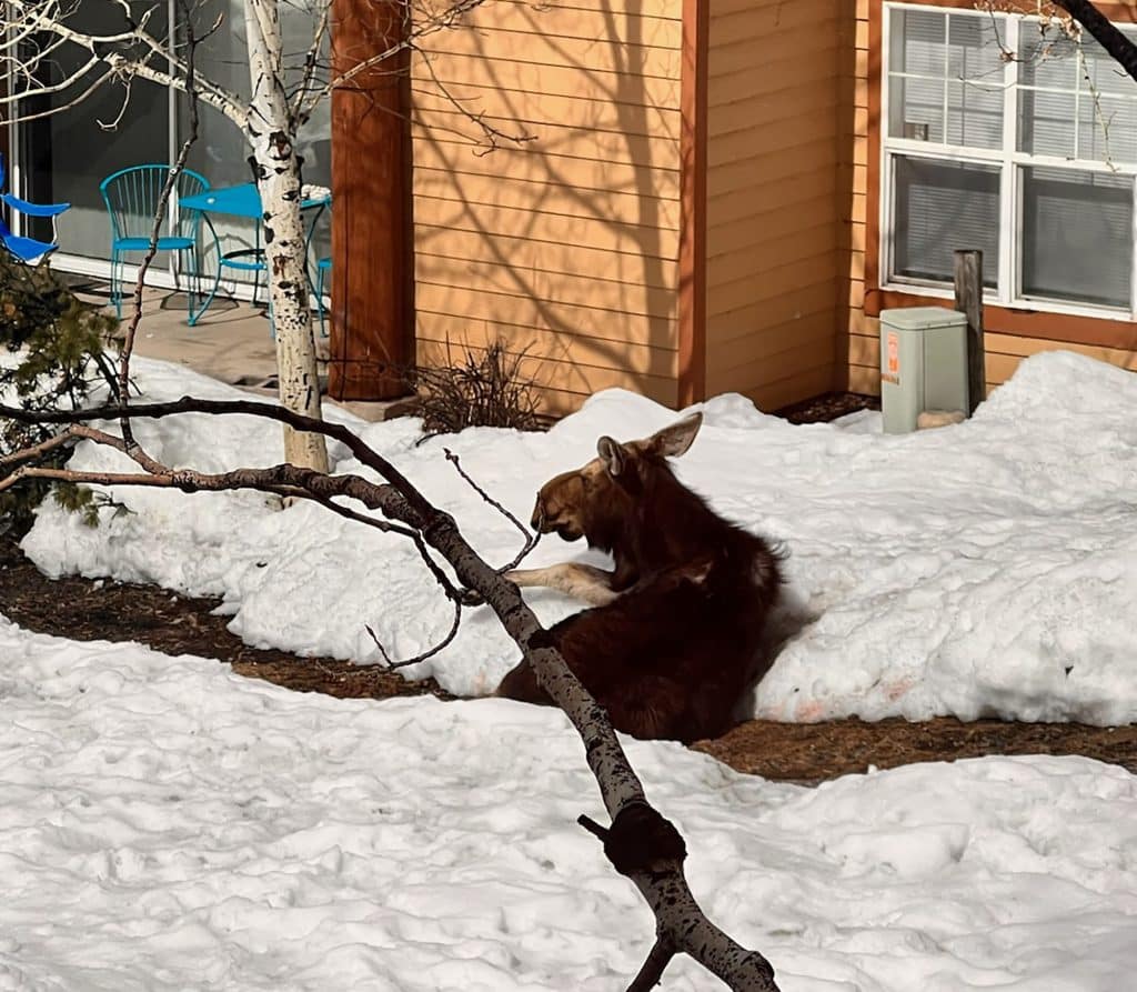 Menacing moose moves into courtyard at Mountain Village, causing ...