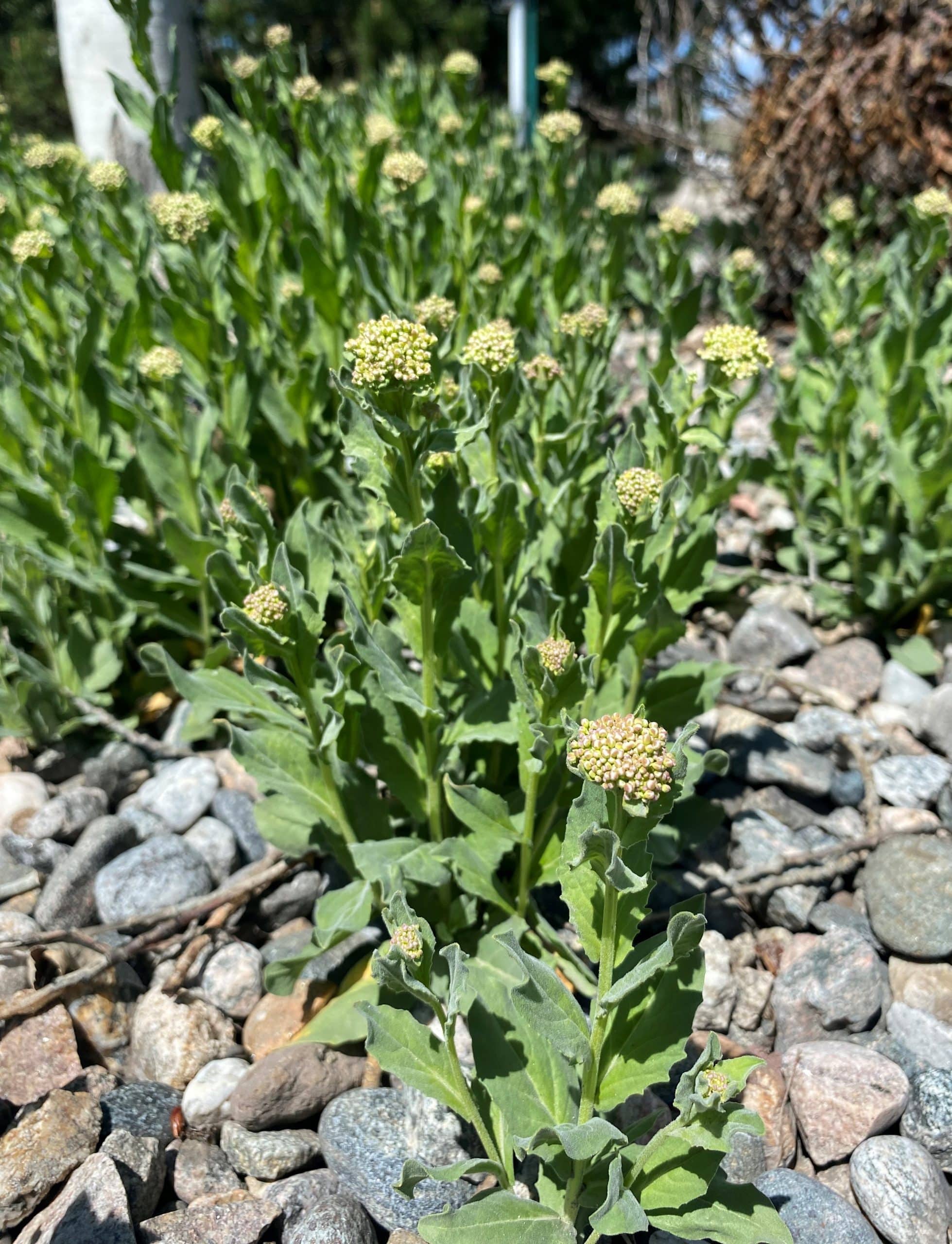 CAA: Help protect Routt County from noxious weeds | SteamboatToday.com