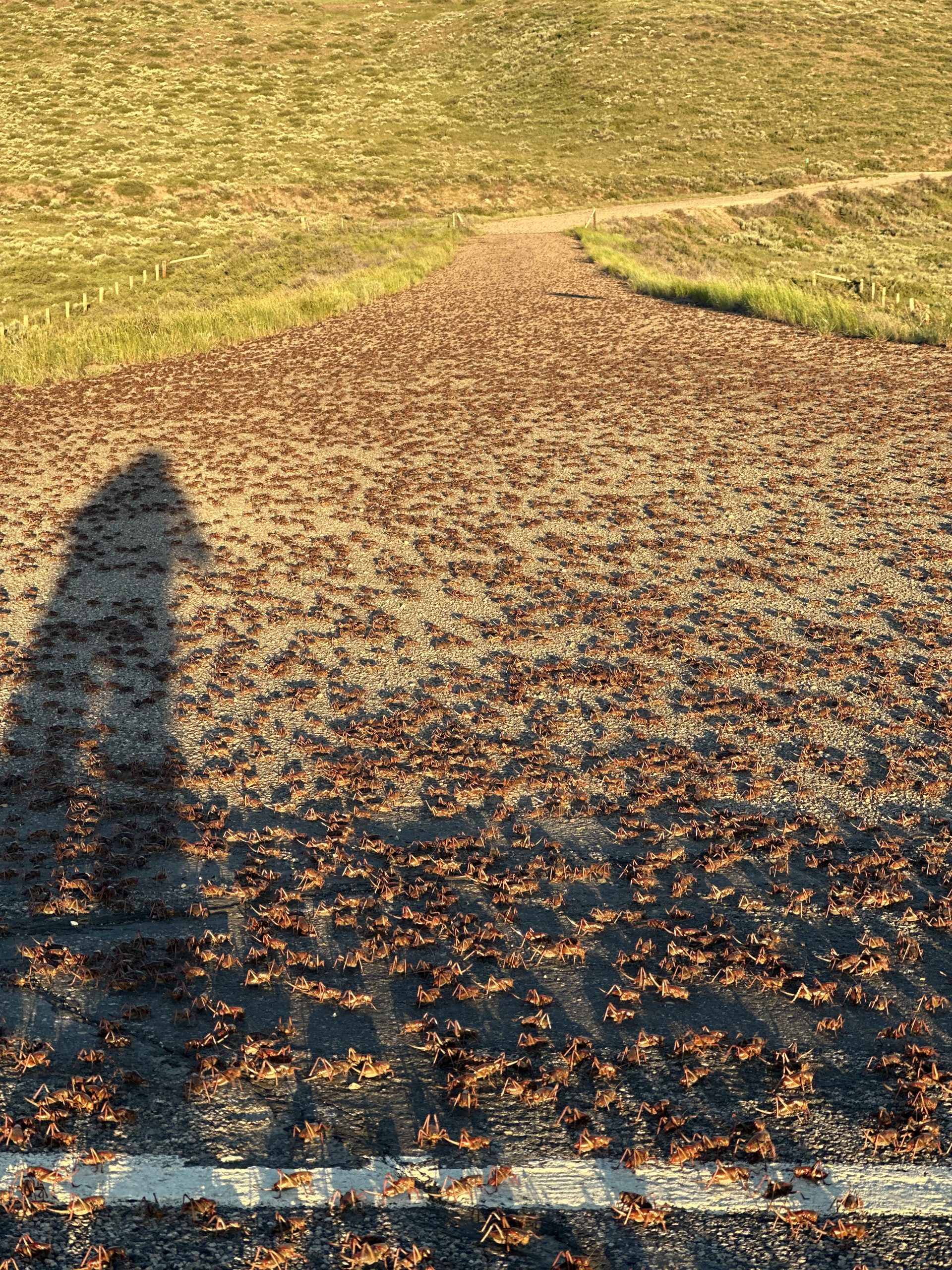 Mormon crickets wreak havoc in Moffat County | SteamboatToday.com
