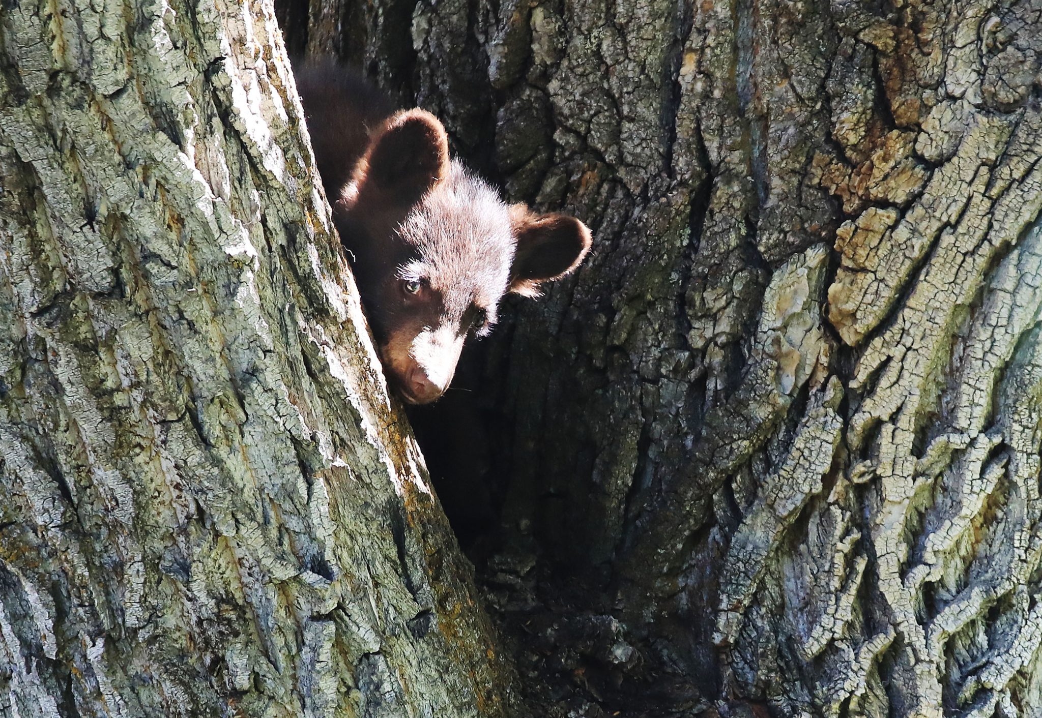 Colorado’s bears are awake, and they’re hungry | SteamboatToday.com
