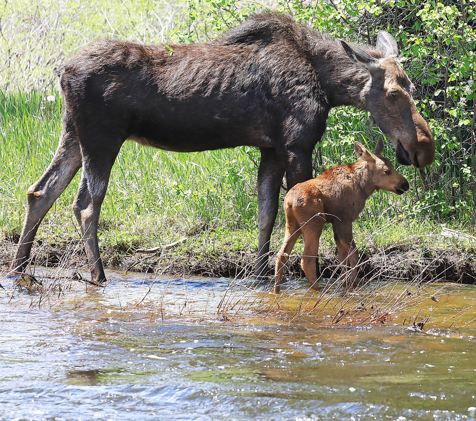 Mother moose found dead, young calves brought to wildlife ...