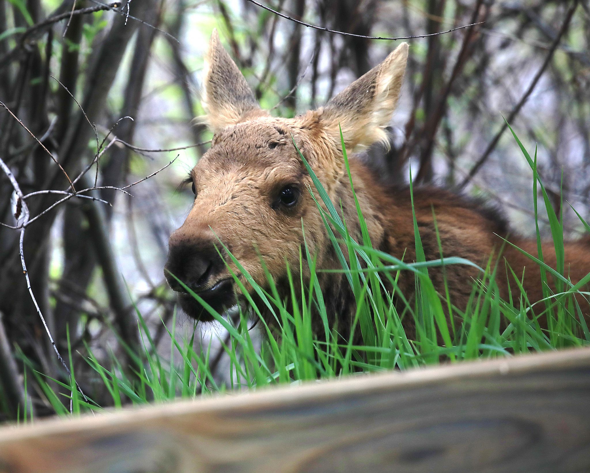 Woman flown to Front Range after Sunday evening moose attack near Core ...