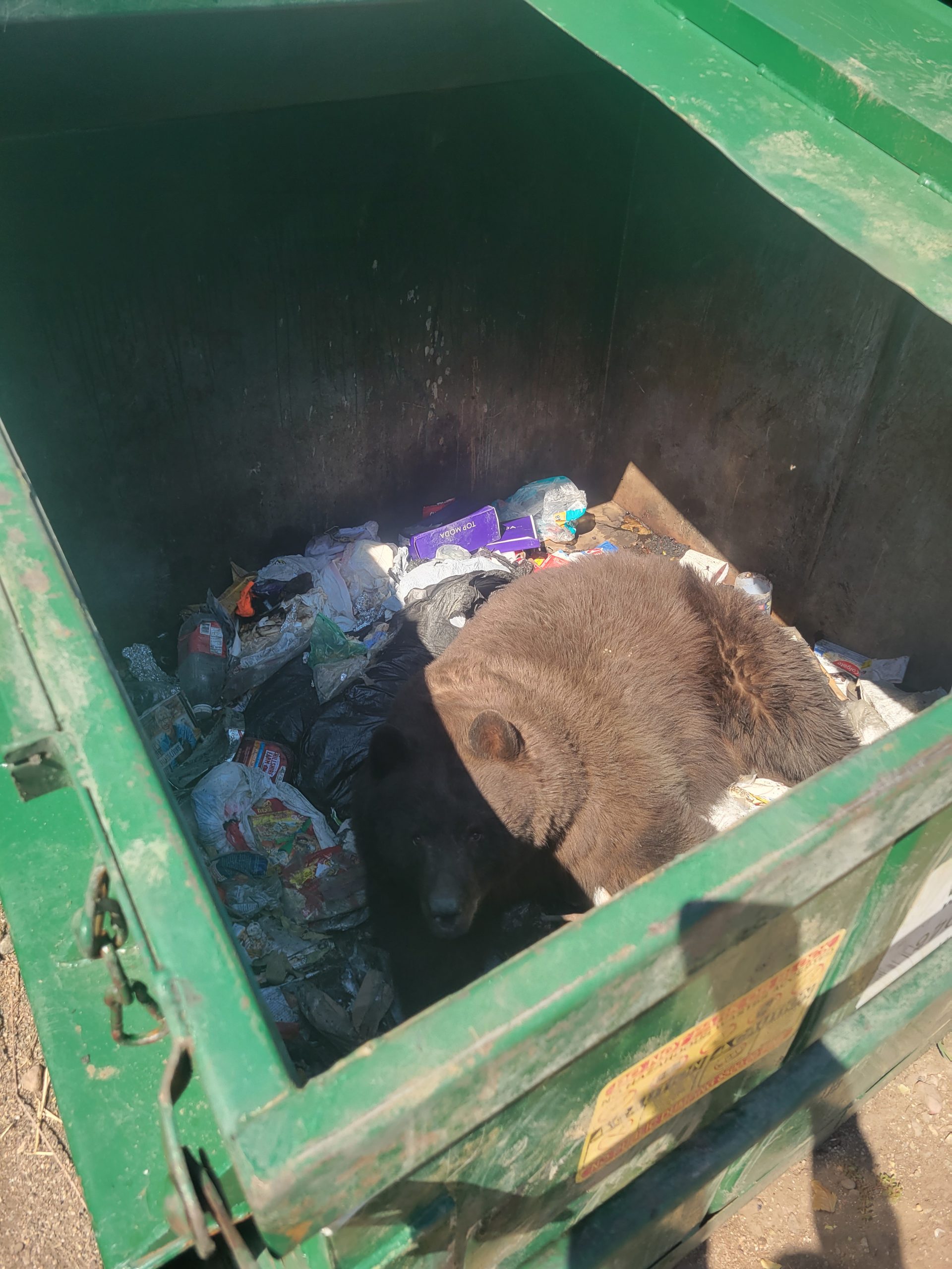 Older sow walks 46 miles back to Steamboat to den, give birth ...