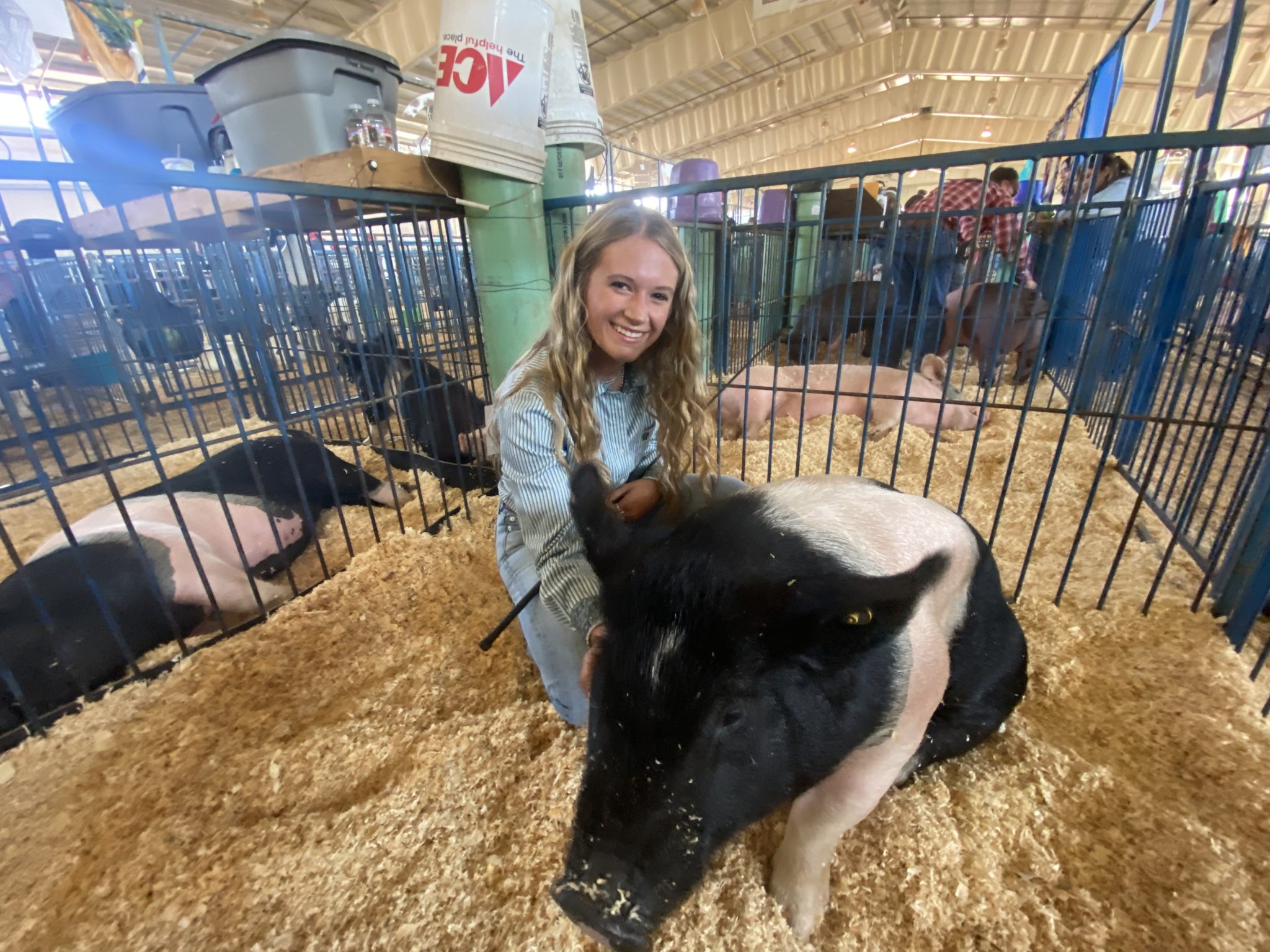 Swine competition brings community together at Routt County Fair ...