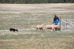 Meeker Classic puts handlers, sheepherding dogs to the test ...