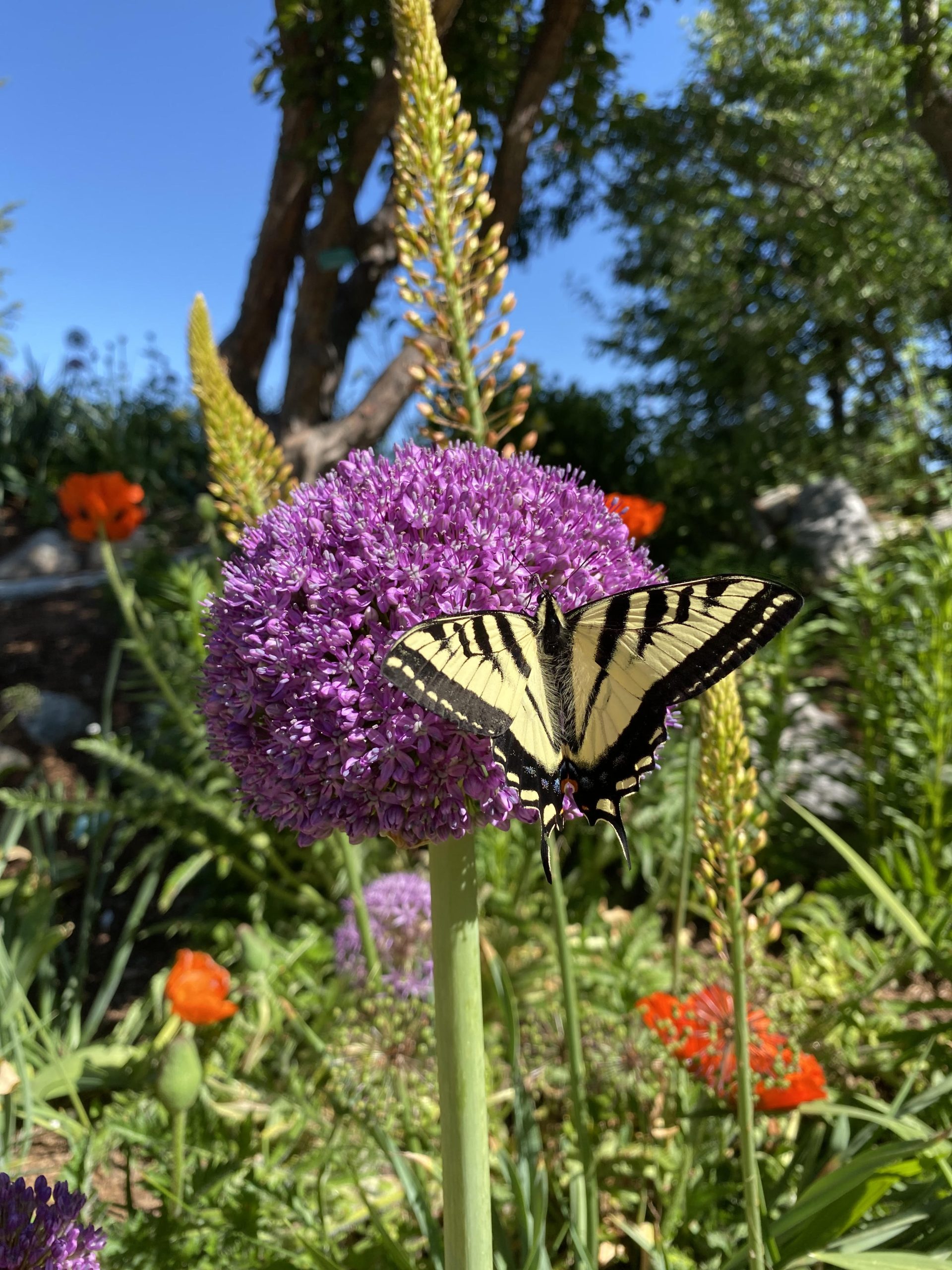 Yampa River Botanic Park hosting annual fall bulb benefit | SteamboatToday.com