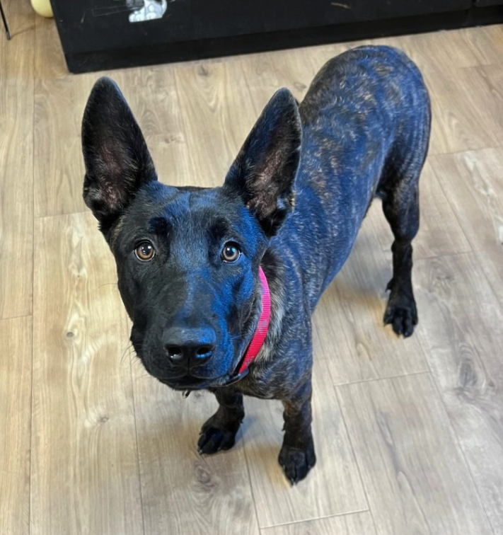 5 dogs rescued near Maverik gas station in Avon now ready to find their ...