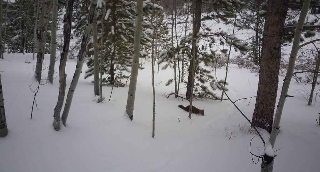 Elusive pine marten spotted in Granby | SteamboatToday.com