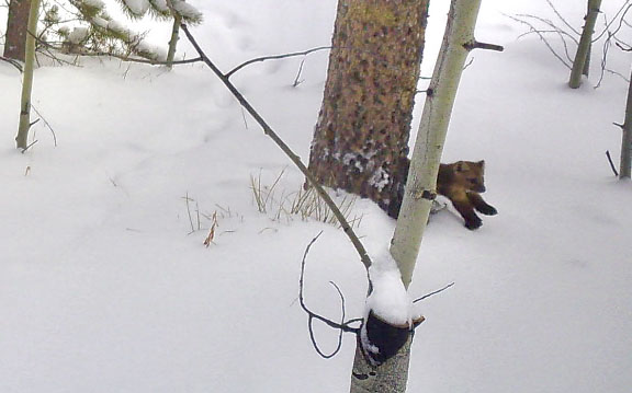 Elusive pine marten spotted in Granby | SteamboatToday.com