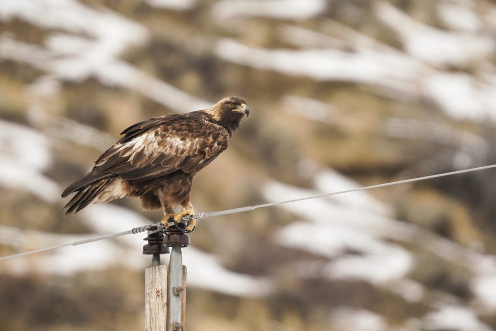 Photos: A flash of gold in Northwest Colorado | SteamboatToday.com