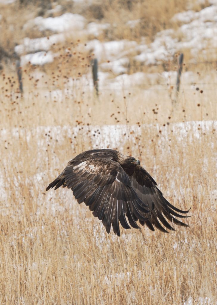 Photos: A flash of gold in Northwest Colorado | SteamboatToday.com