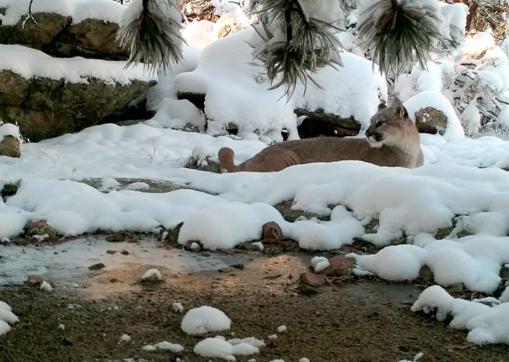 Group collecting signatures in effort to ban mountain lion hunts ...