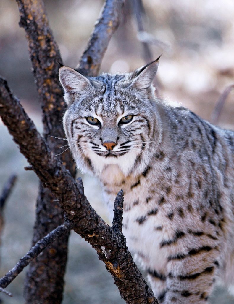 Group collecting signatures in effort to ban mountain lion hunts ...