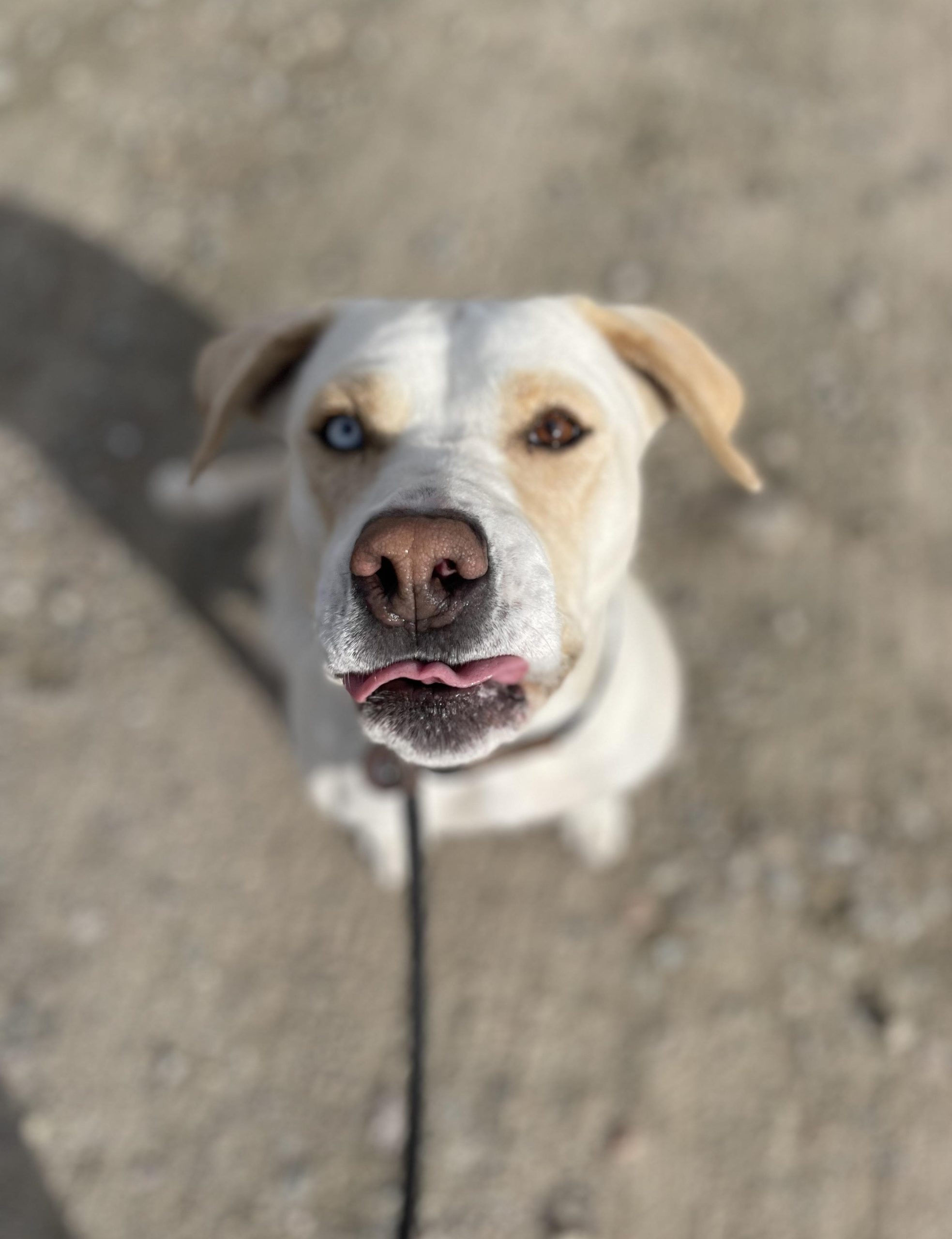 Humane society to unleash free pet behavior helpline | SteamboatToday.com