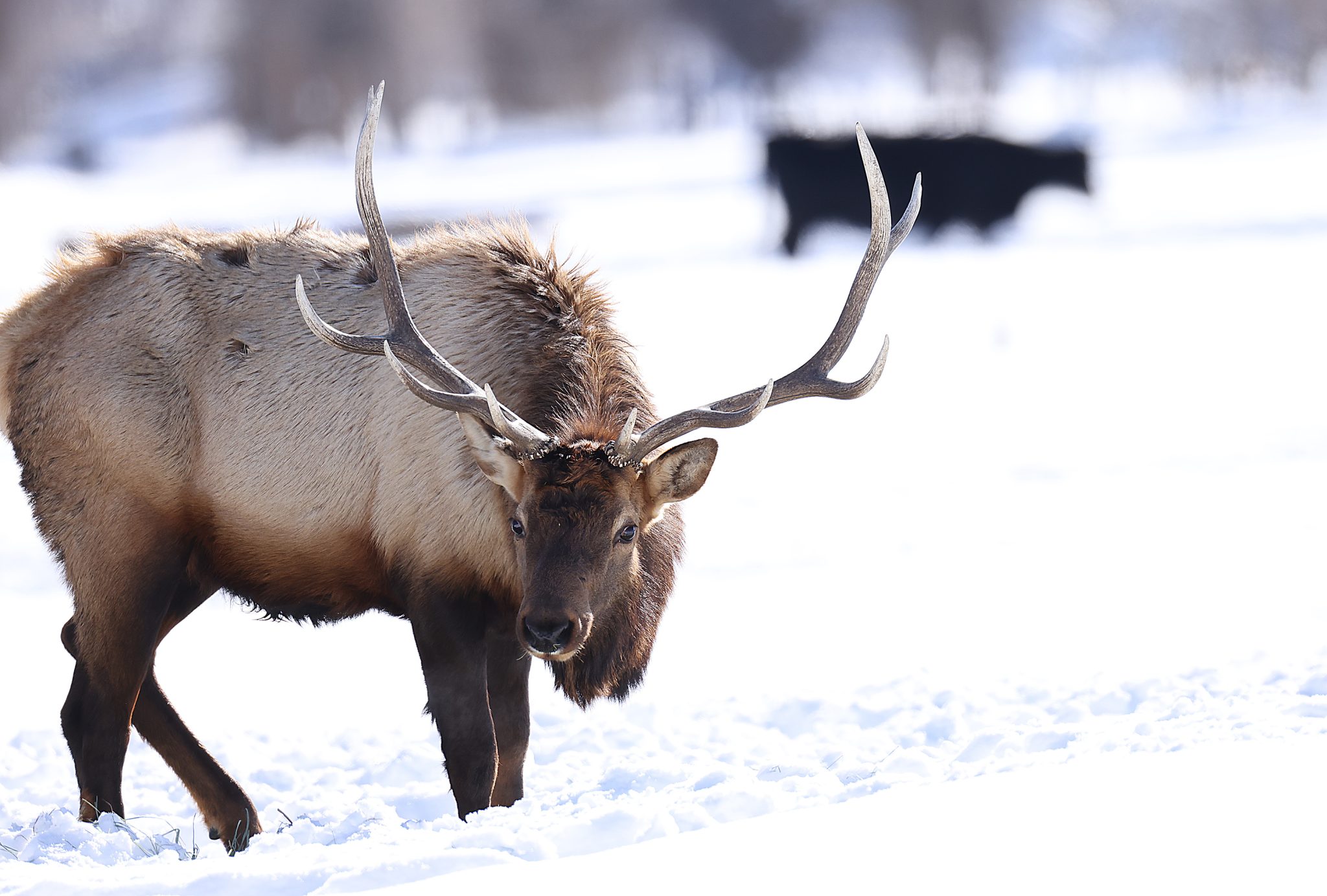 Colorado Parks & Wildlife, State Patrol warn drivers of animals on ...