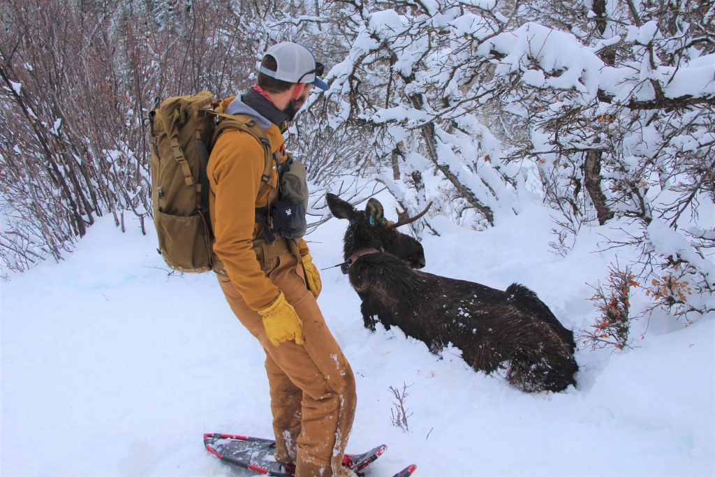 Moose don’t shoo: Efforts to educate ongoing after another video shows ...