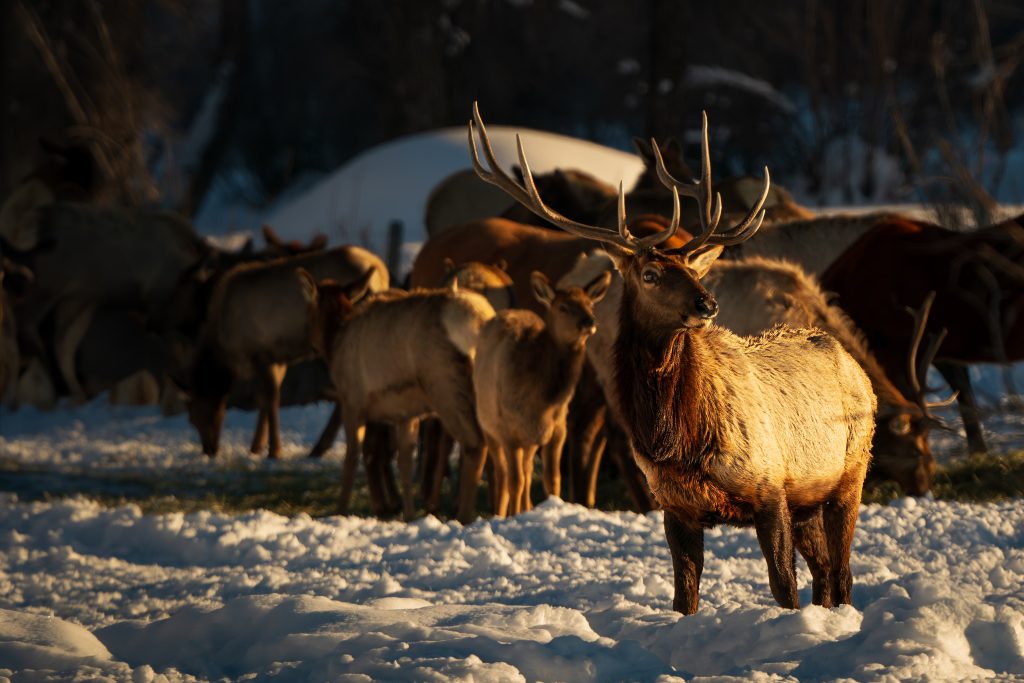 Share: Reader Photos | SteamboatToday.com