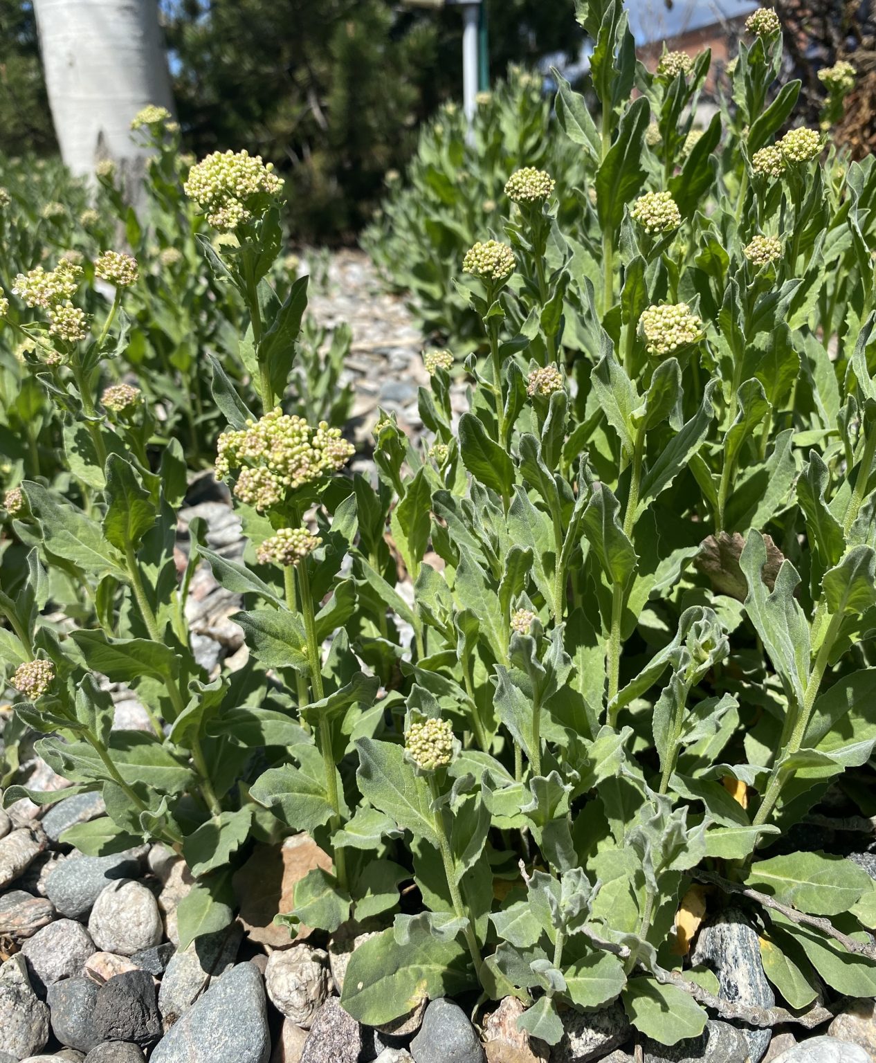 Guest Column: Managing invasive weeds, and Whitetop, in Routt County ...