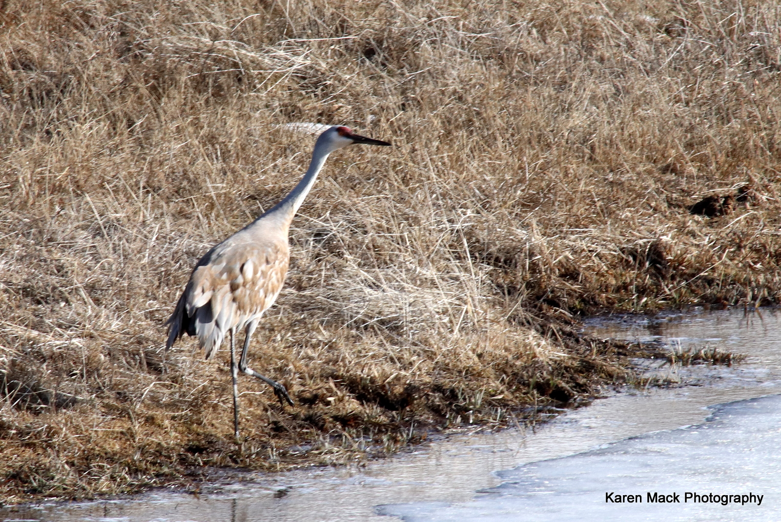 First Crane Sighting Contest results released by CCCC | SteamboatToday.com