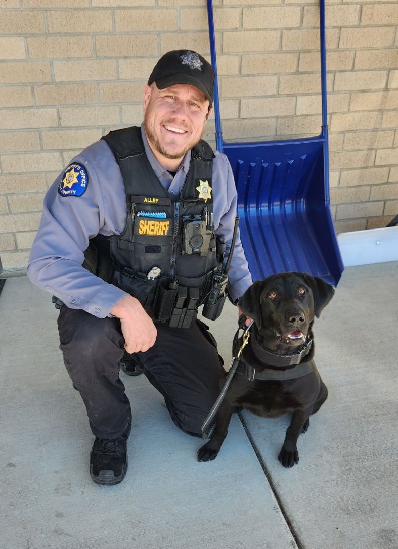 Labrador Bella joins the force | SteamboatToday.com