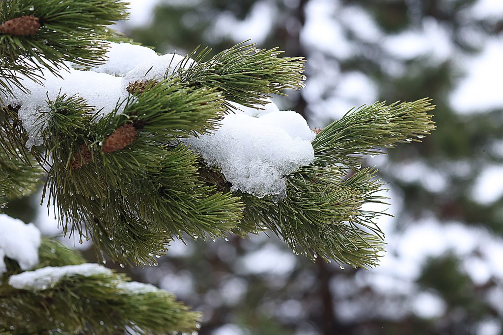 Photos: Spring brings mix of weather to Steamboat Springs area ...