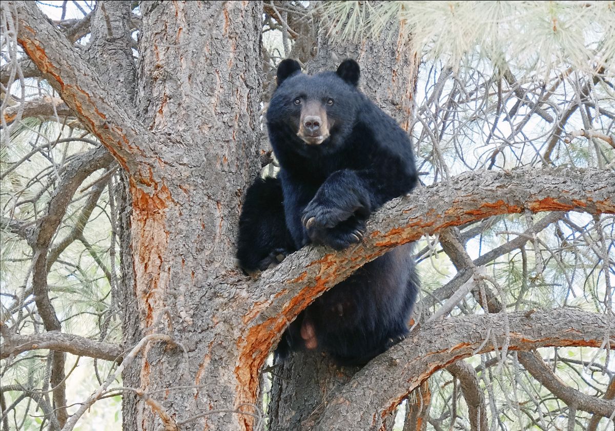 Colorado Parks and Wildlife asks for public input on local black bear ...