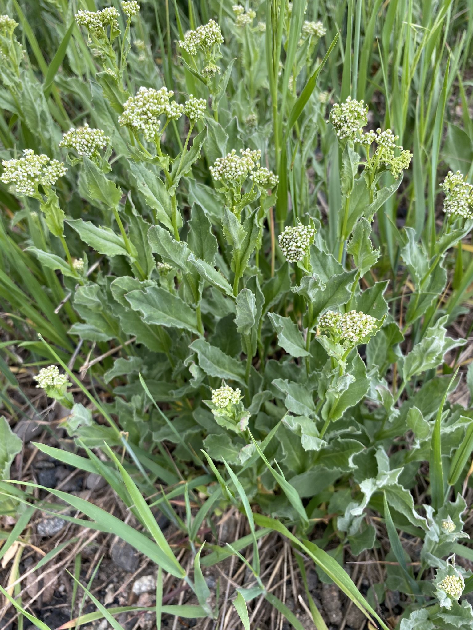 Noxious weeds education set for May 23, June 1 | SteamboatToday.com
