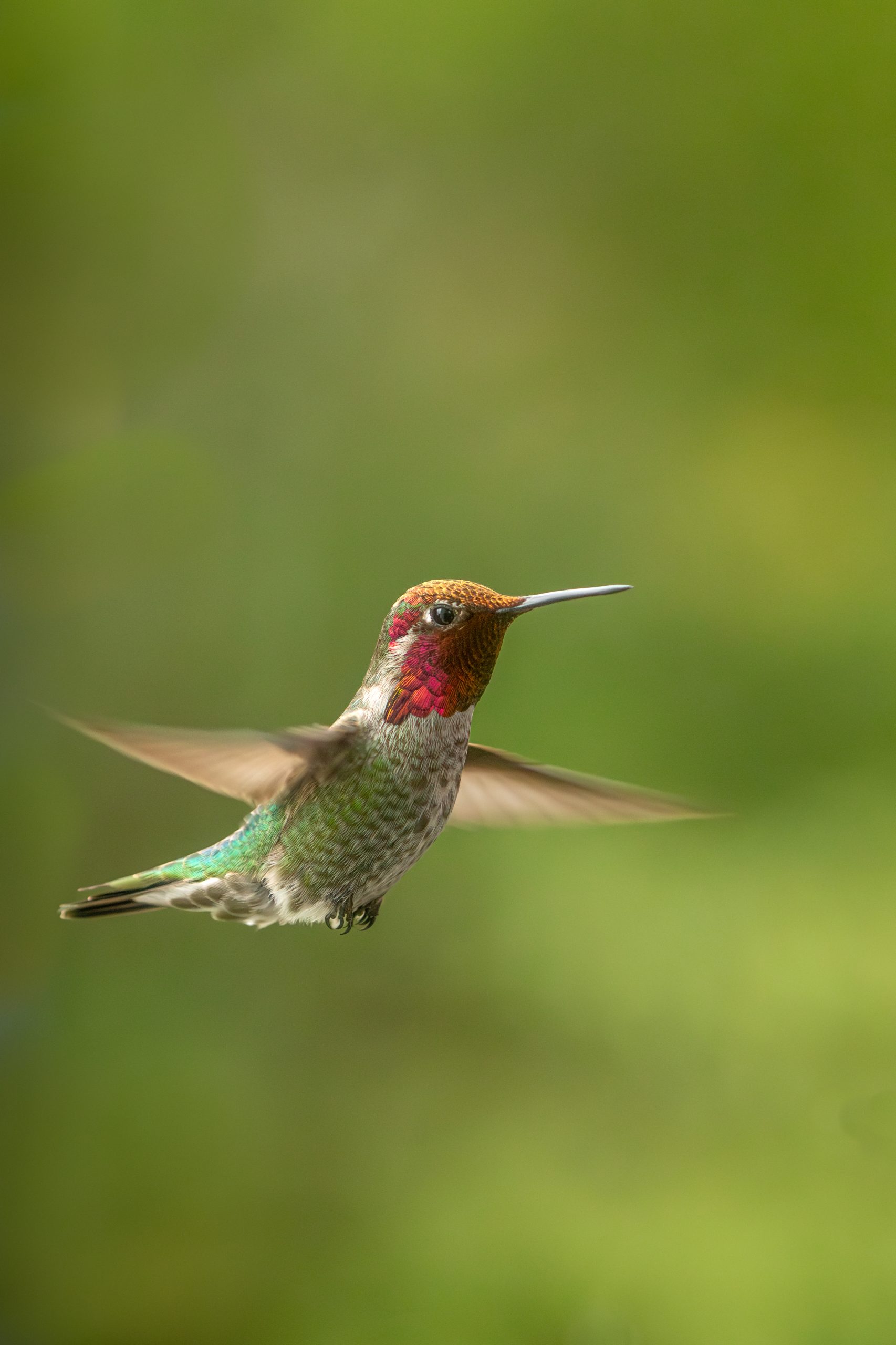 Master Gardener: Attracting hummingbirds to your garden ...