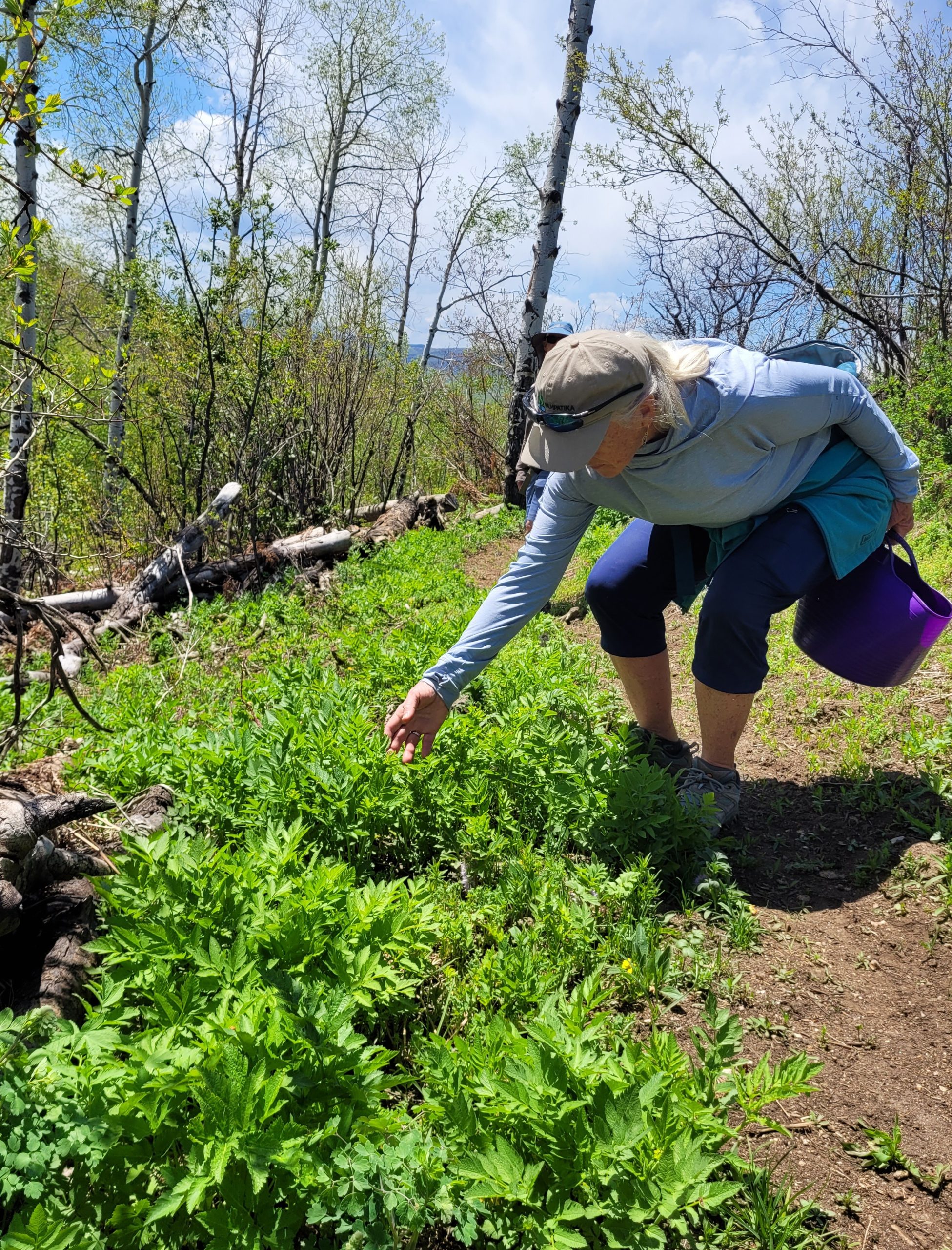 Foraging for wild foods | SteamboatToday.com