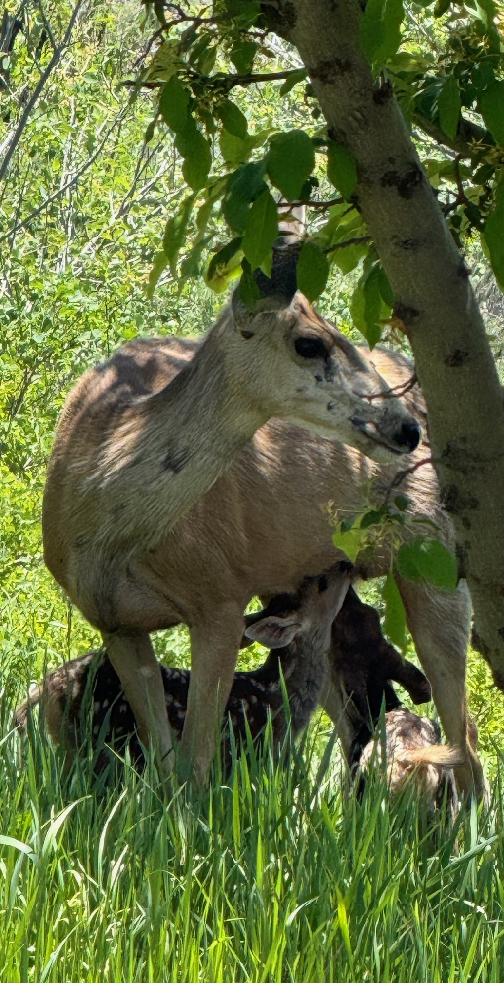Share: Reader photos | SteamboatToday.com