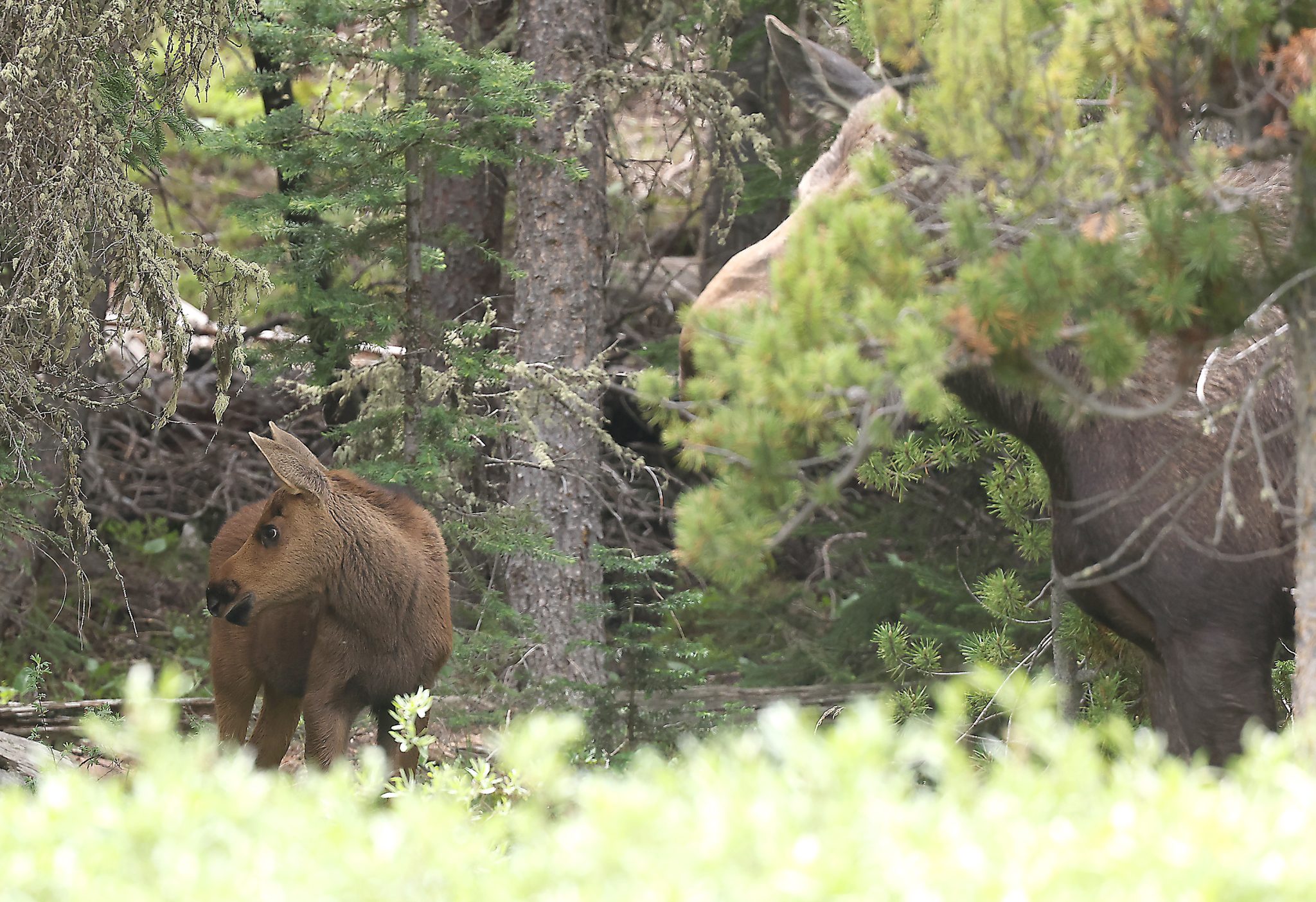 Steamboat couple looks to bring outdoor experience back to State Forest ...