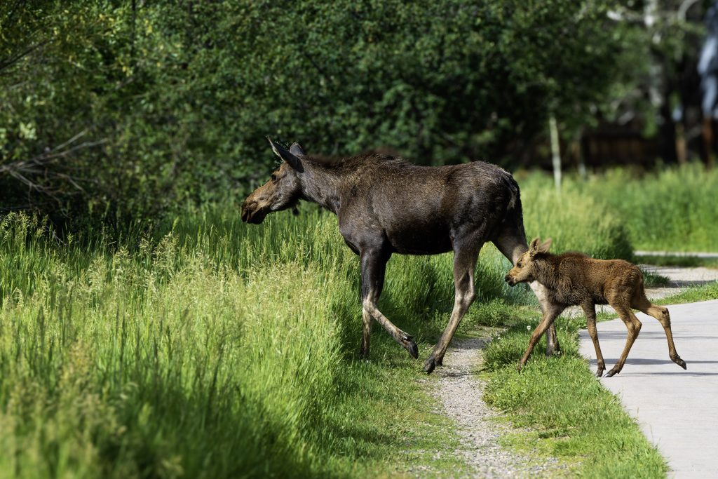Share: Reader photo | SteamboatToday.com