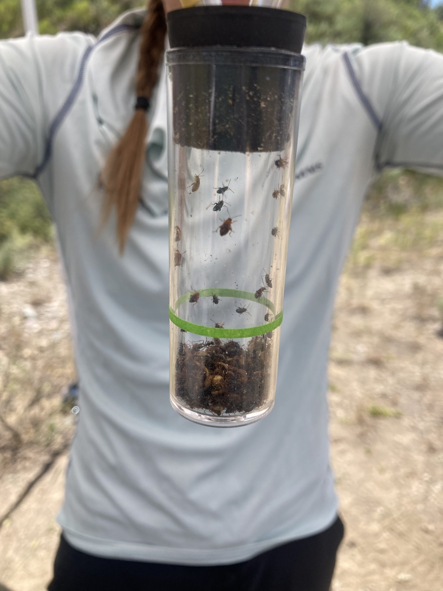 Volunteers drive to Idaho to collect weed-fighting beetles ...