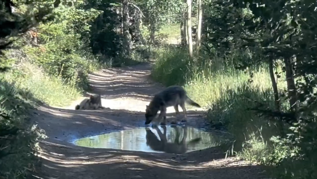 Wolf dies after Colorado Parks and Wildlife completes capture of pack ...