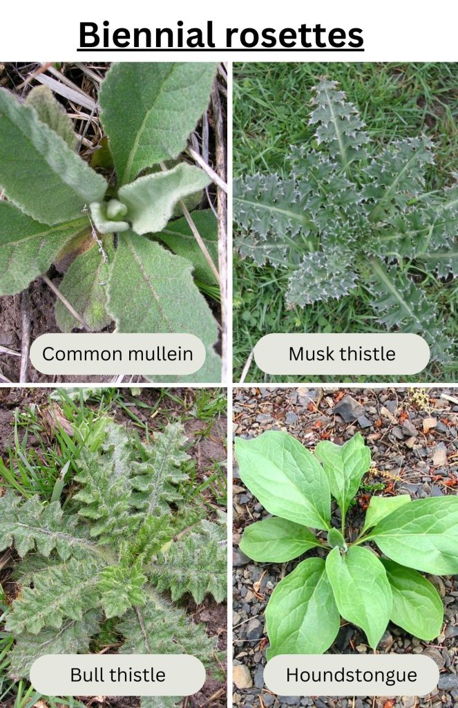Community Agriculture Alliance: Managing noxious biennials in urban and ...